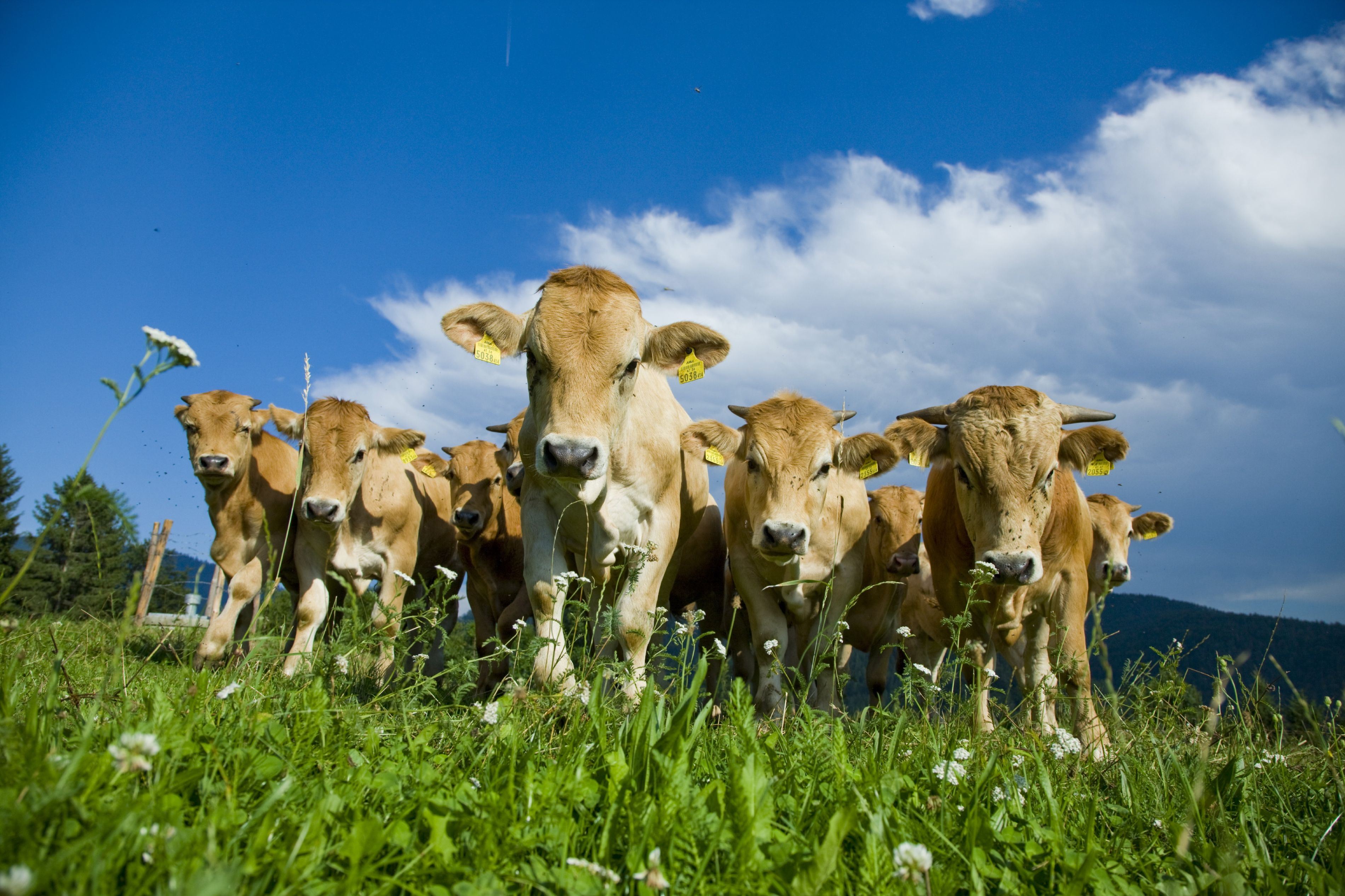 Spar rettet das Murbodner Rind – mnews – medianet.at