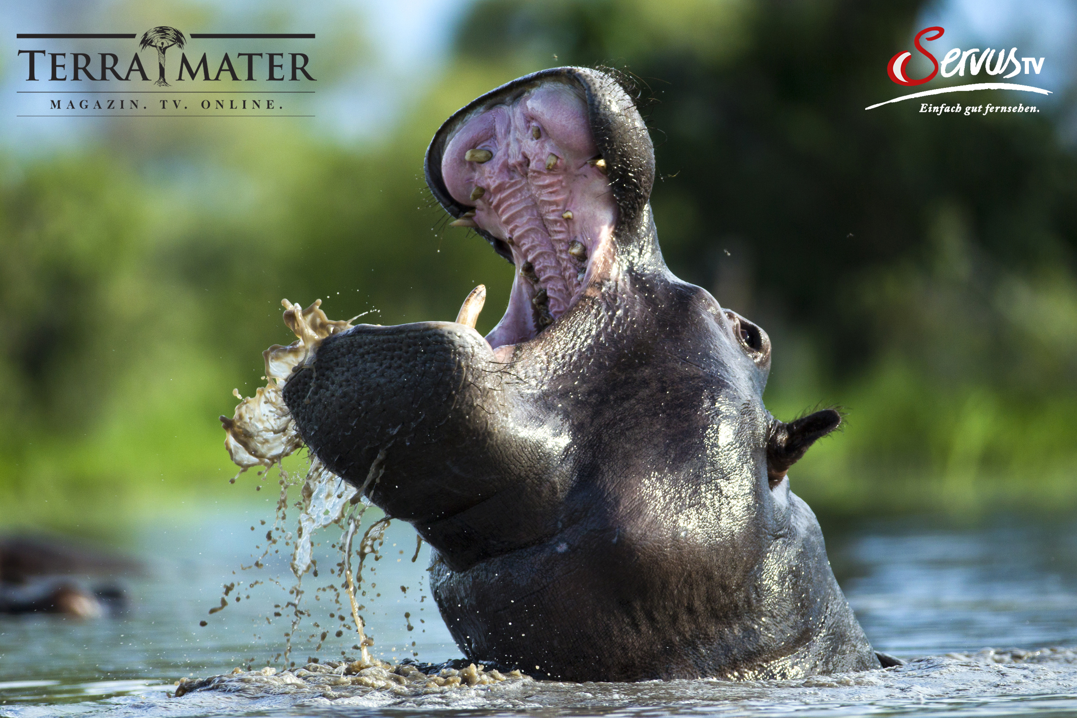 Neunfache Auszeichnung für Produktionen von Terra Mater – mnews ...